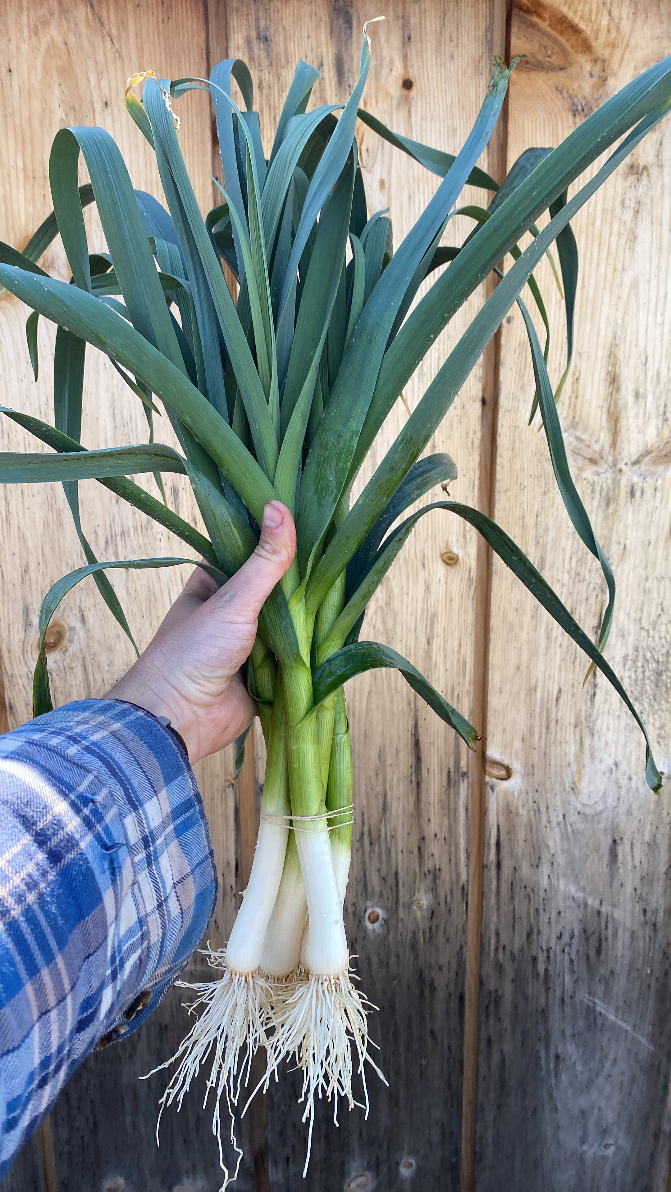 Green Garlic, Bunch – Blue Goose Farm