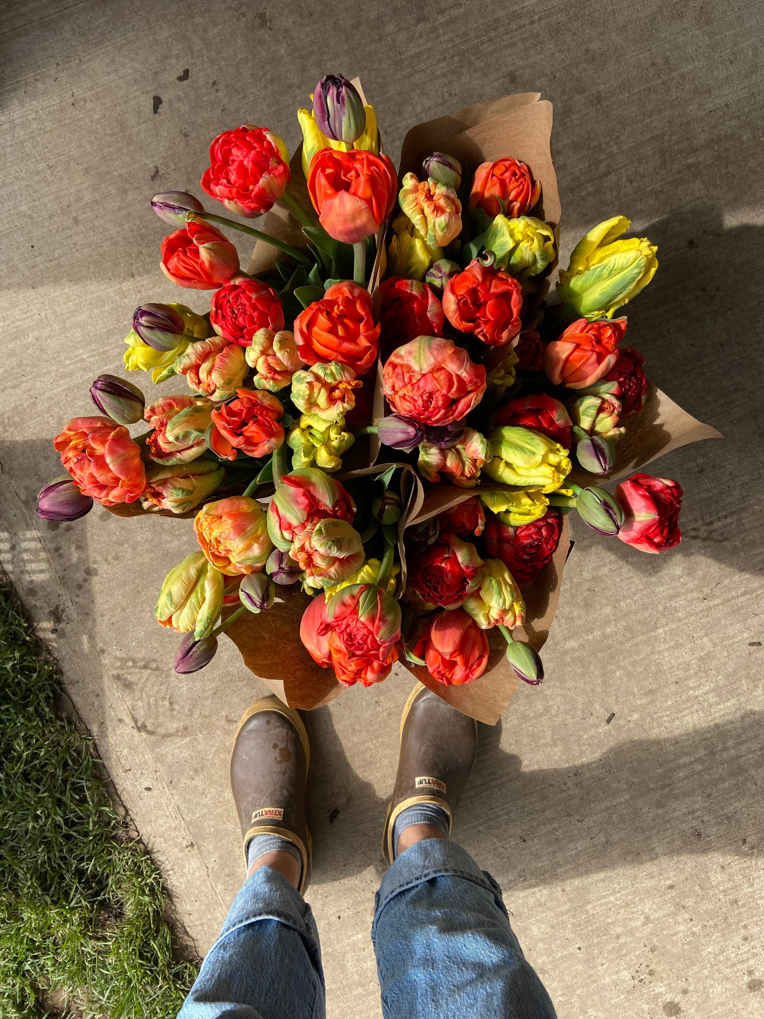 Specialty Tulip Bunches – Blue Goose Farm