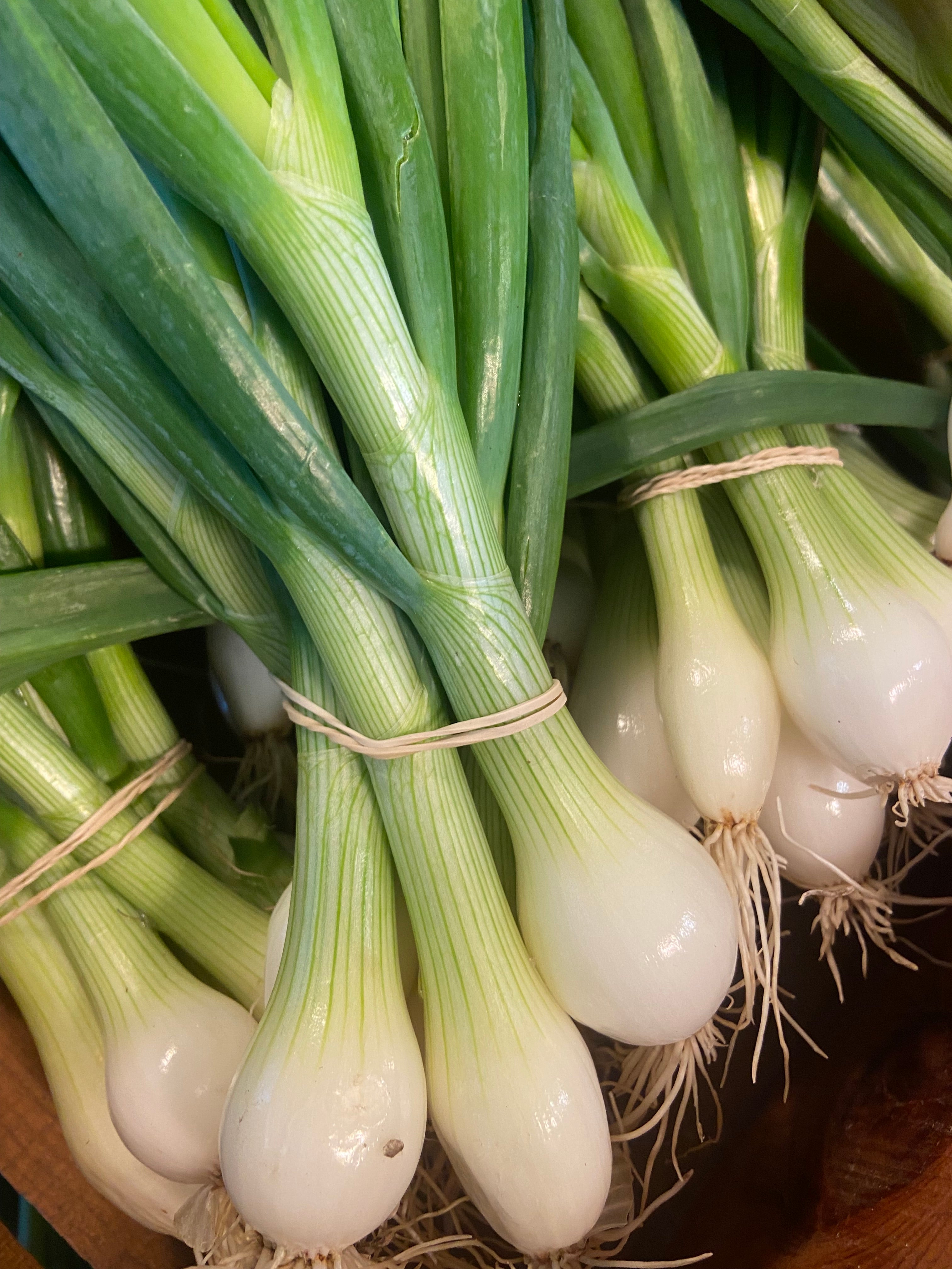 Spring Onions, Bunch – Blue Goose Farm